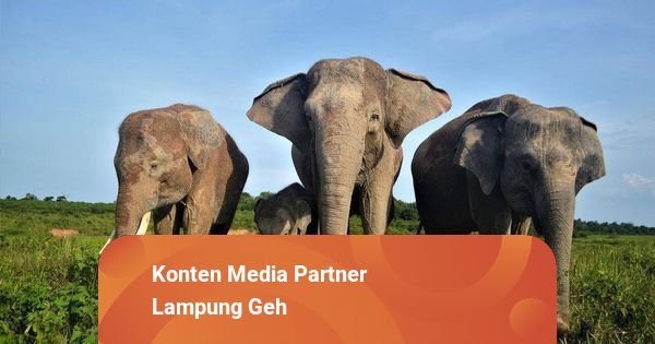 Wisata Taman Nasional Way Kambas Segera Buka Kembali dengan Konsep yang Baru | kumparan.com